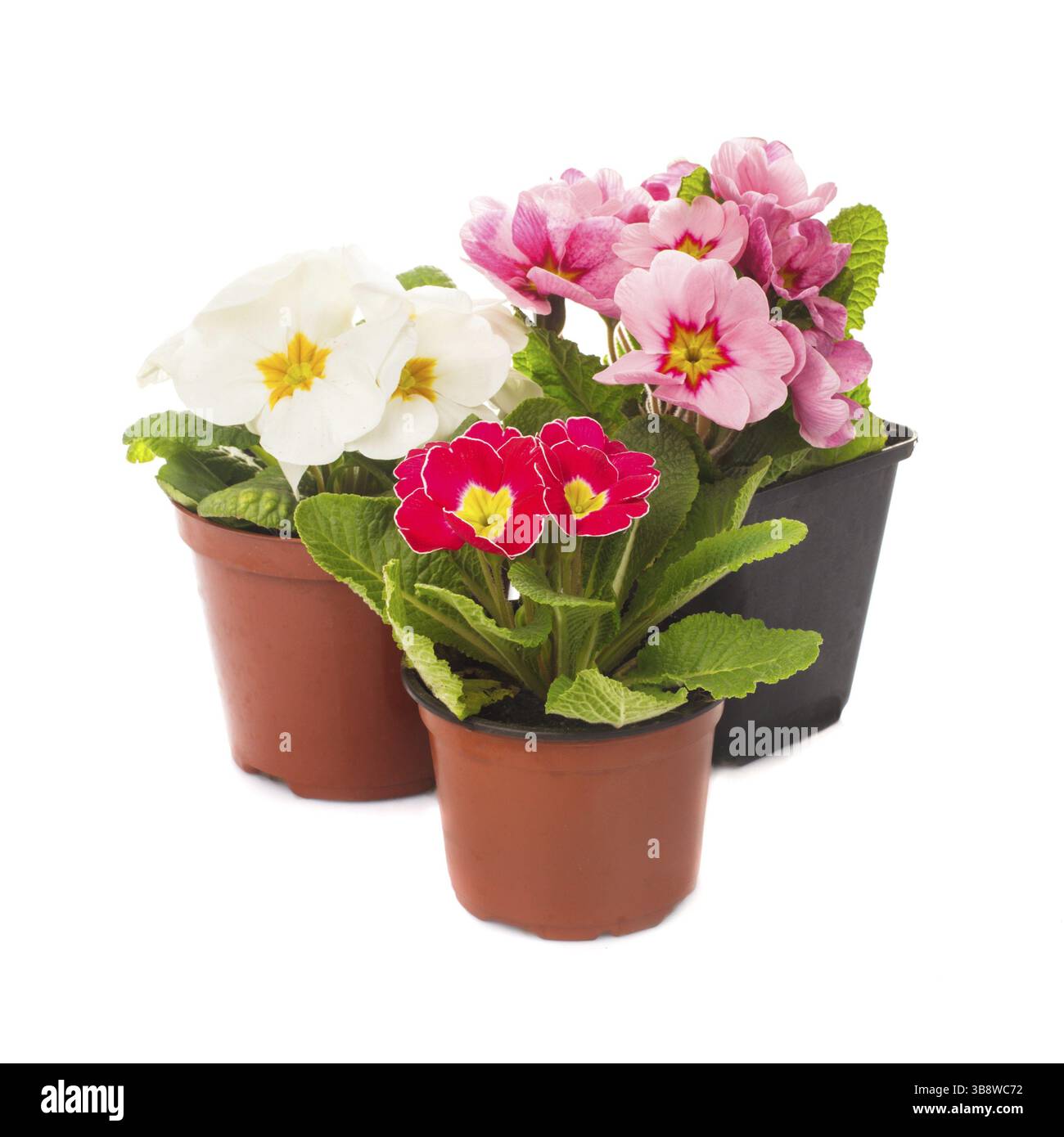 Primula a Cut Out Stock Images & Pictures - Alamy