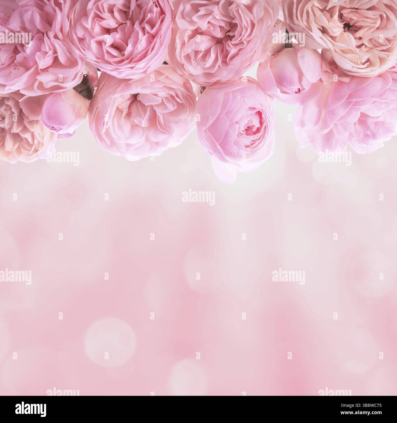 Pink roses border wedding background for design Stock Photo - Alamy