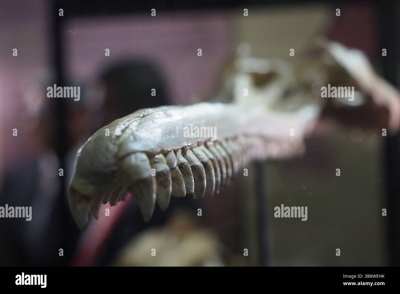 March 20, 2024, Lima, Lima, Peru: 3D reconstruction of the skull of the ...