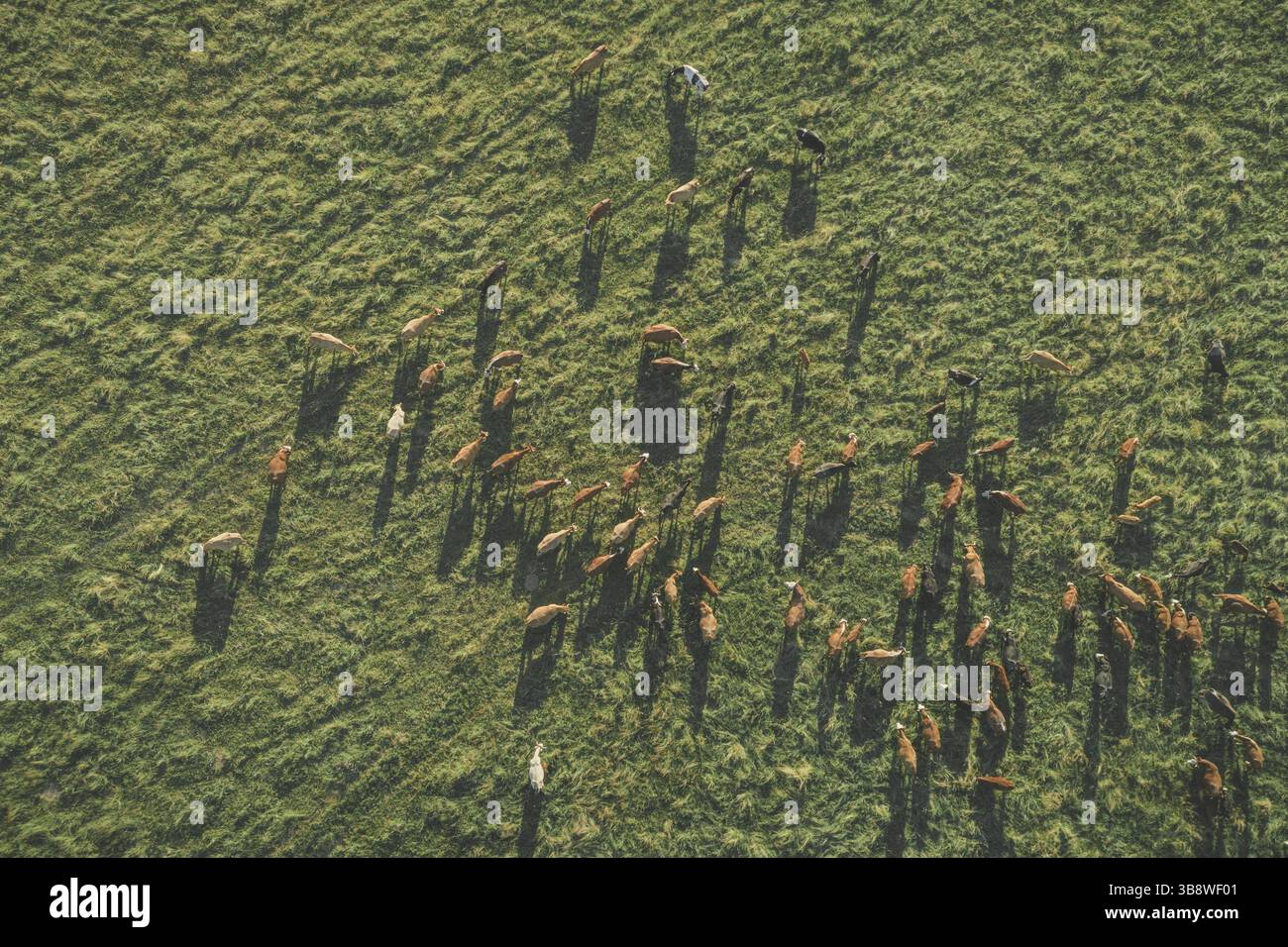 Aerial top-down view over meadow cows showing their long shadows from ...