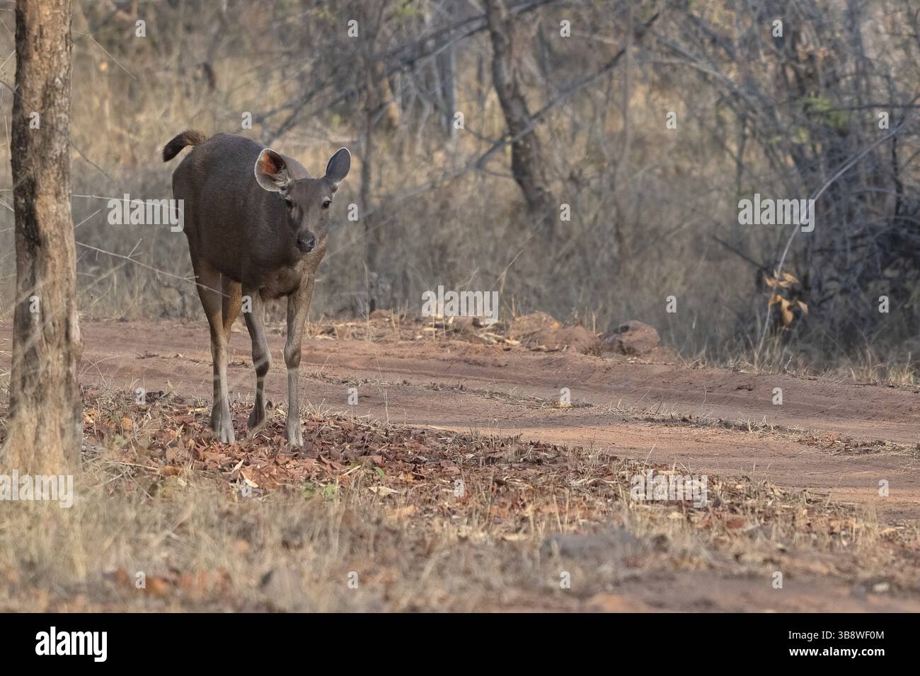 Sambar (Cervus unicolor), roe deer, deer, horse deer, noble deer ...