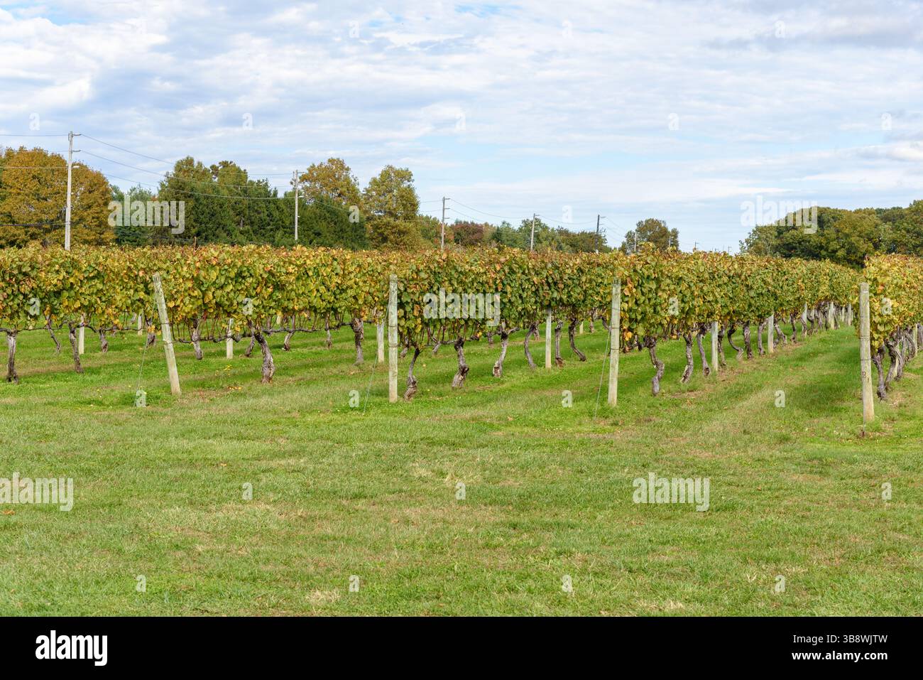 Grape vine pole hi-res stock photography and images - Alamy