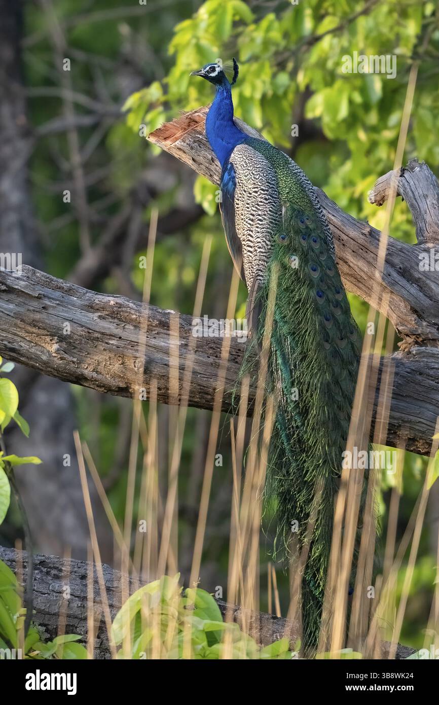 Indian peafowl (Pavo Scalloped ribbonbonfish), bird species of the ...