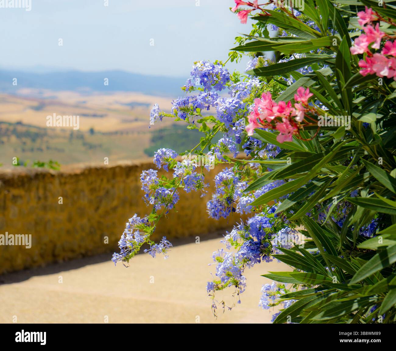 Green flowers cascading hi-res stock photography and images - Alamy