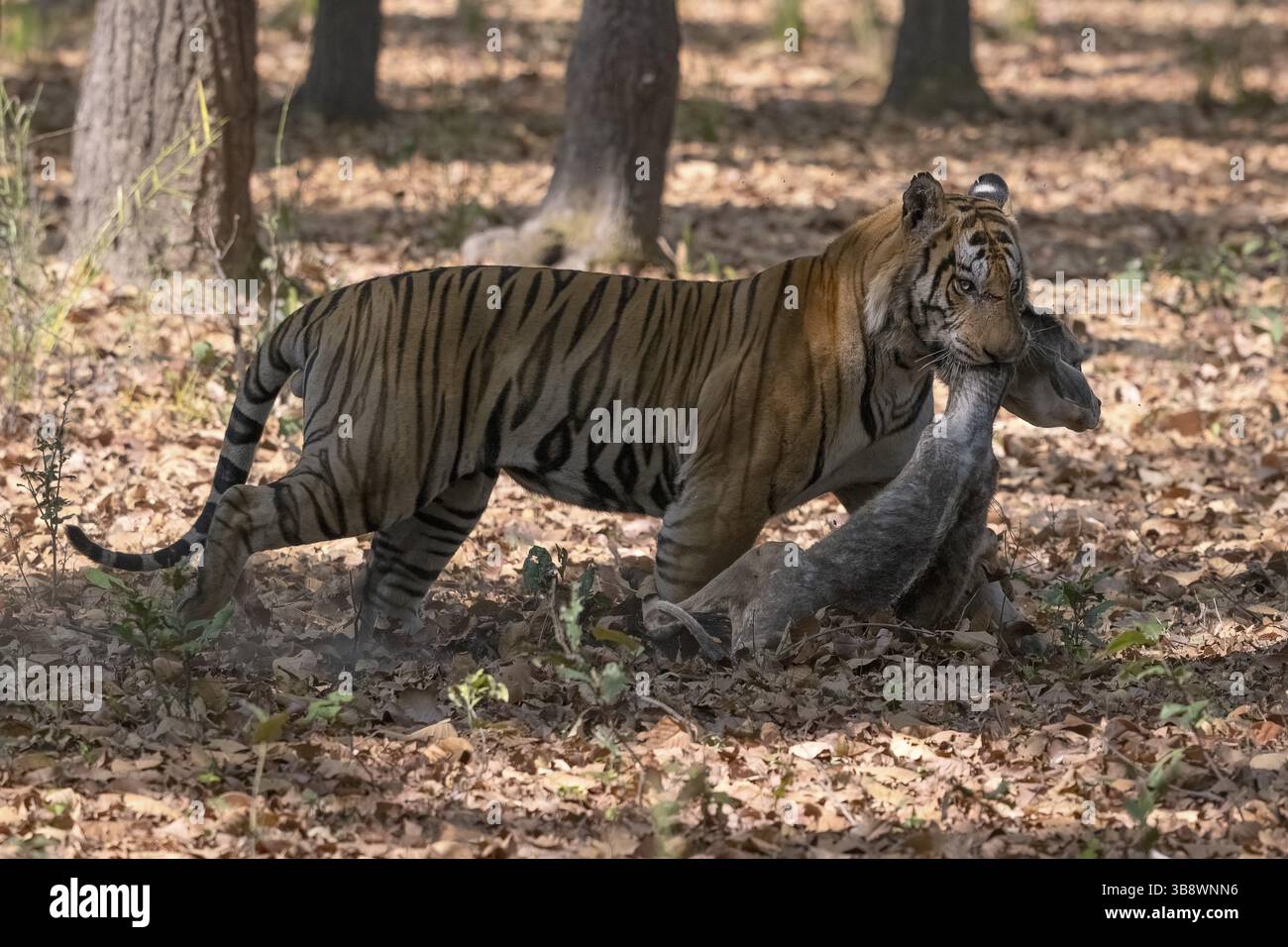 Tiger (Panthera tigris), Bengal tiger or Indian tiger, big cat ...