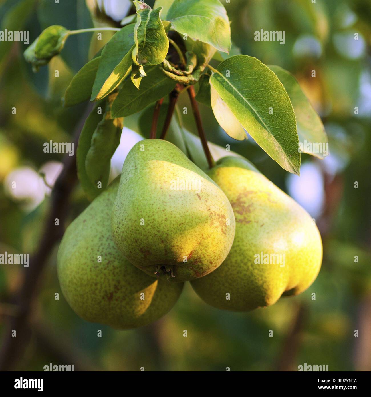Three green pears with leafs on the branch Stock Photo - Alamy