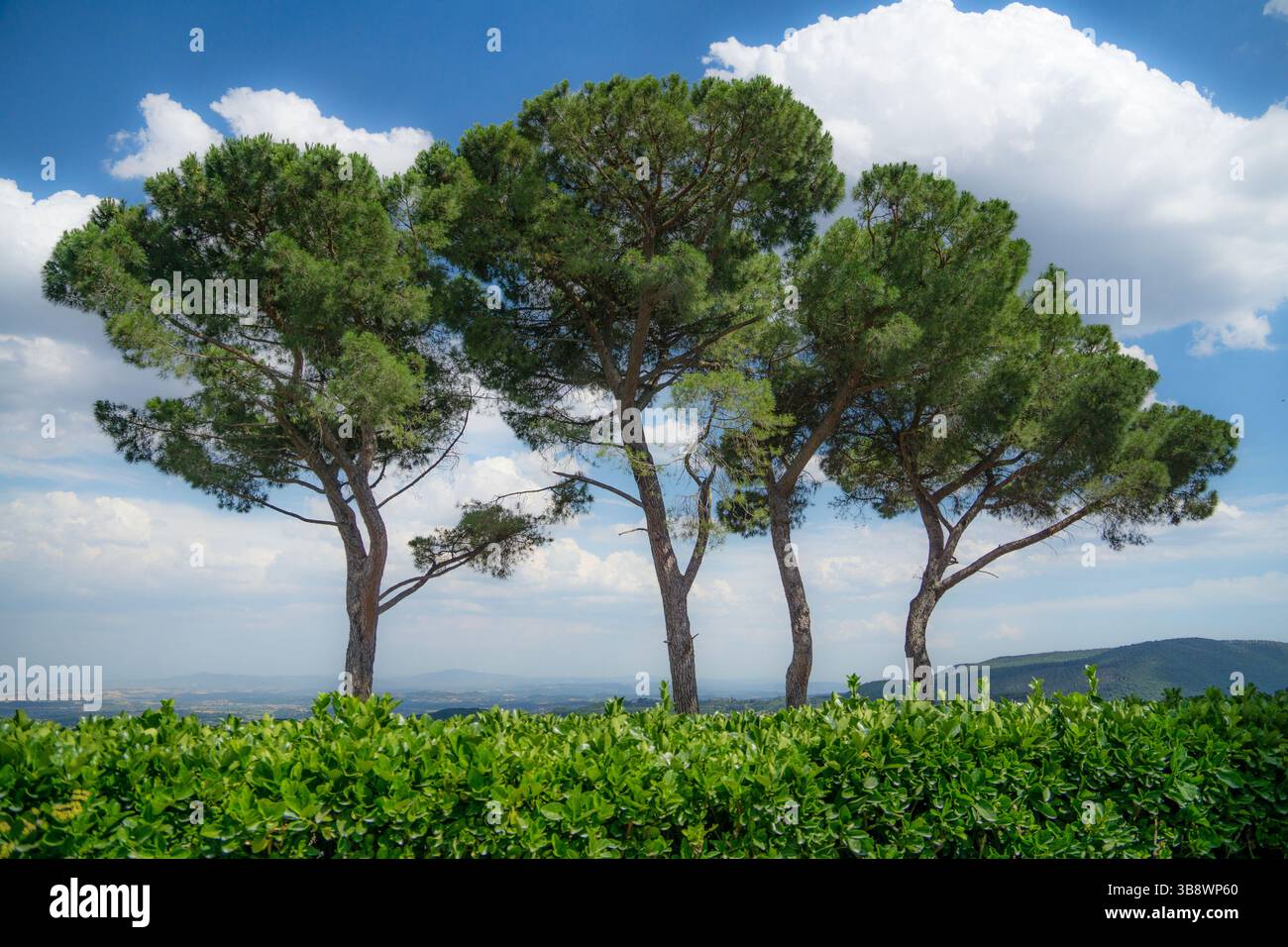 Iconic tree of tuscany hi-res stock photography and images - Alamy