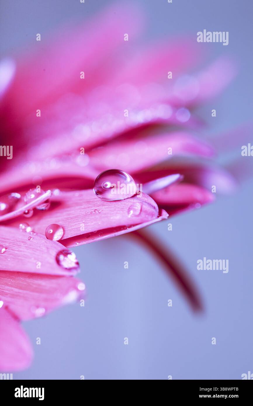 Frame filling flowers on rainy hi-res stock photography and images - Alamy
