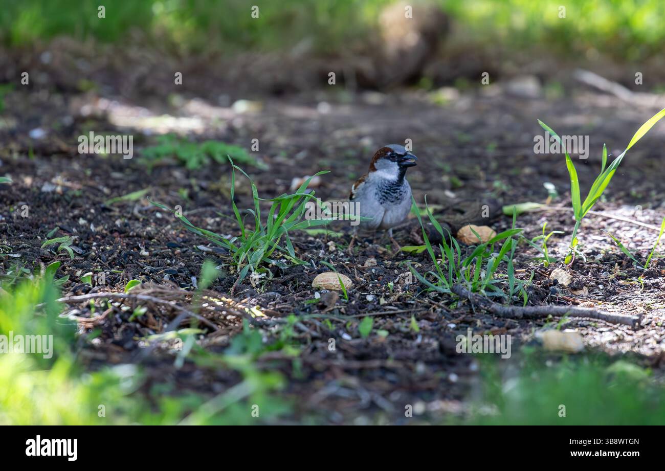 House sparrow feeding in nuts and seeds Stock Photo - Alamy
