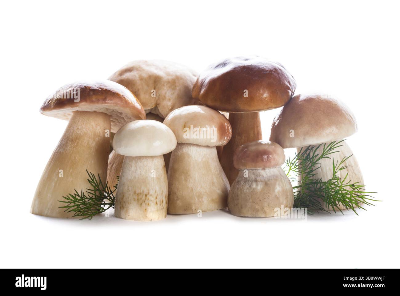 Group of fresh ceps and dill isolated on white background Stock Photo ...