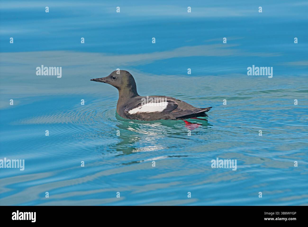 Black Guillemot Swimming in Arctic Waters in Bamsebu in the Svalbard ...