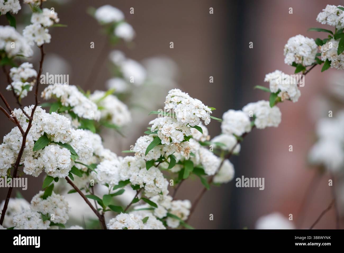 Branches of Reeve's spiraea also known as bridal bush Stock Photo - Alamy