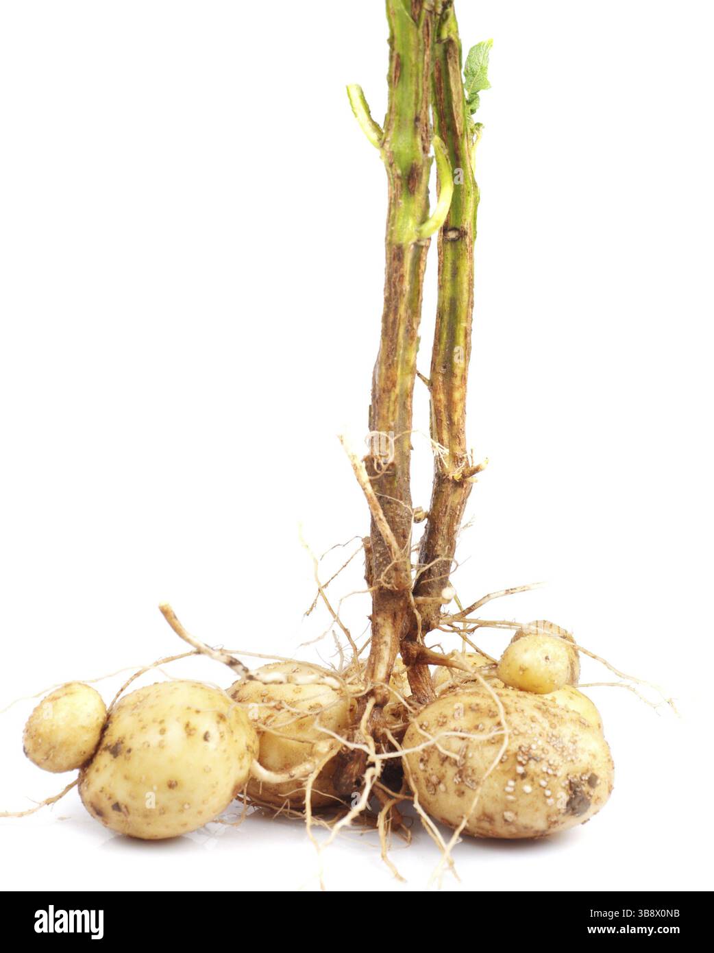 Potato with root close up isolated on white Stock Photo - Alamy