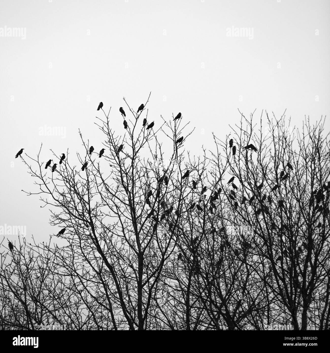 Birds flying over trees Black and White Stock Photos & Images - Alamy