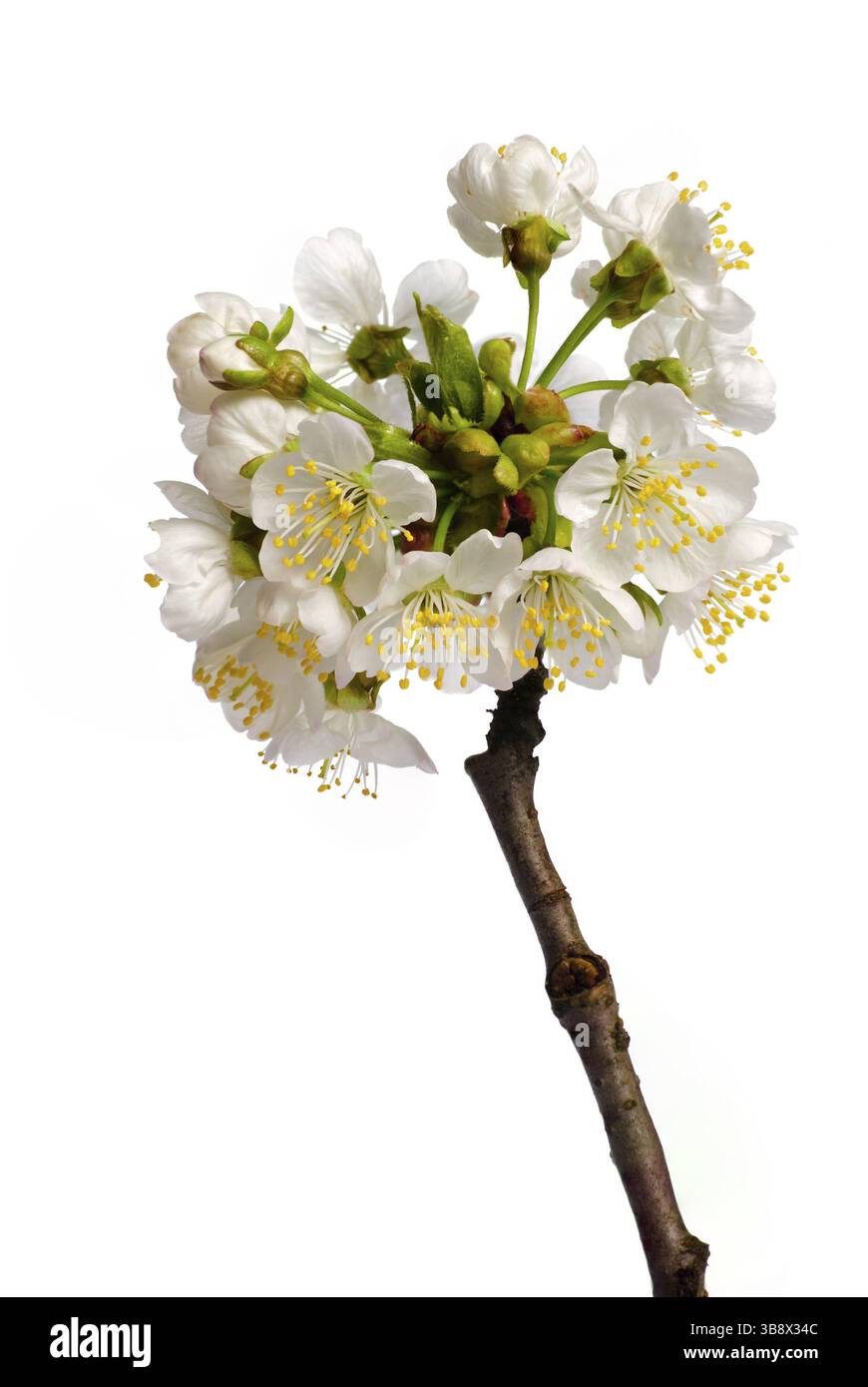 Trees on ground in Cut Out Stock Images & Pictures - Alamy