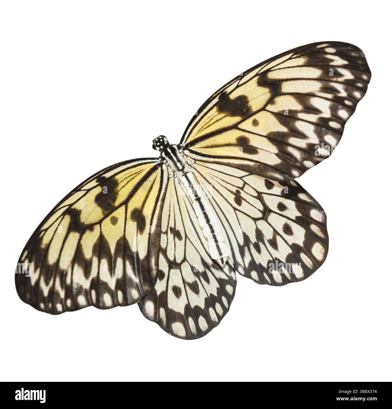 Butterfly on a tree Cut Out Stock Images & Pictures - Alamy