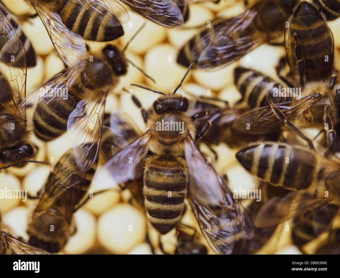 Bees work on honeycomb with honey in the hive. Swarm of insect (Apis ...
