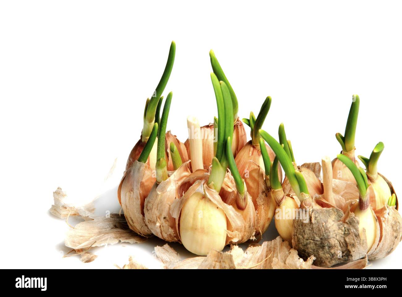 Germinate garlic with peel isolated on white background Stock Photo - Alamy