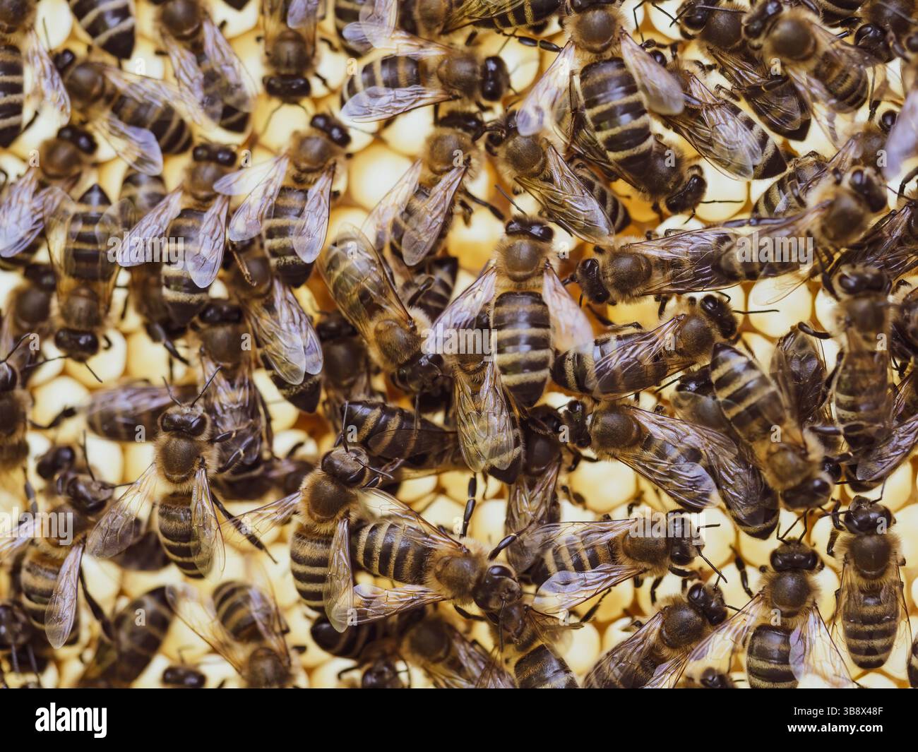 Bees work on honeycomb with honey in the hive. Swarm of insect (Apis mellifera) in apiary close ...