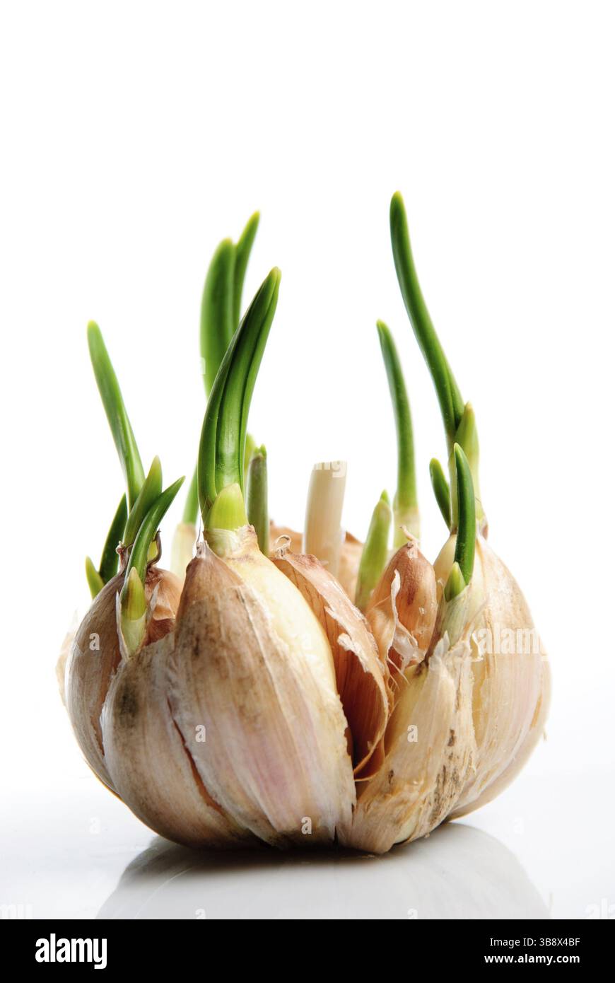 Germinate garlic with peel isolated on white background Stock Photo - Alamy
