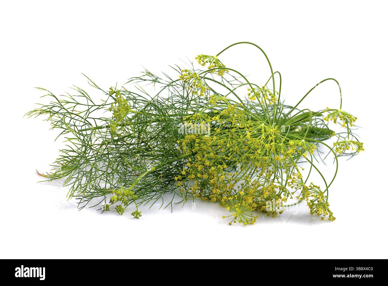 Dill herb isolated on Cut Out Stock Images & Pictures - Alamy