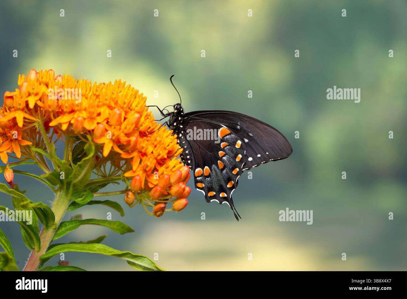 Macro of a spicebush swallowtail butterfly (Papilio troilus) resting on ...