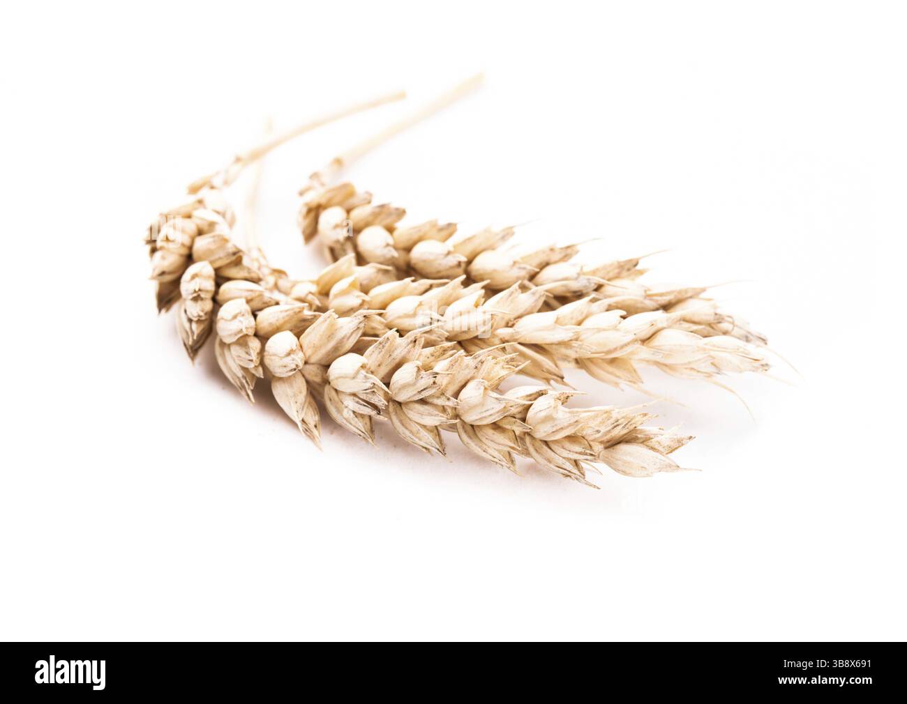 Flowering grass background on Cut Out Stock Images & Pictures - Alamy