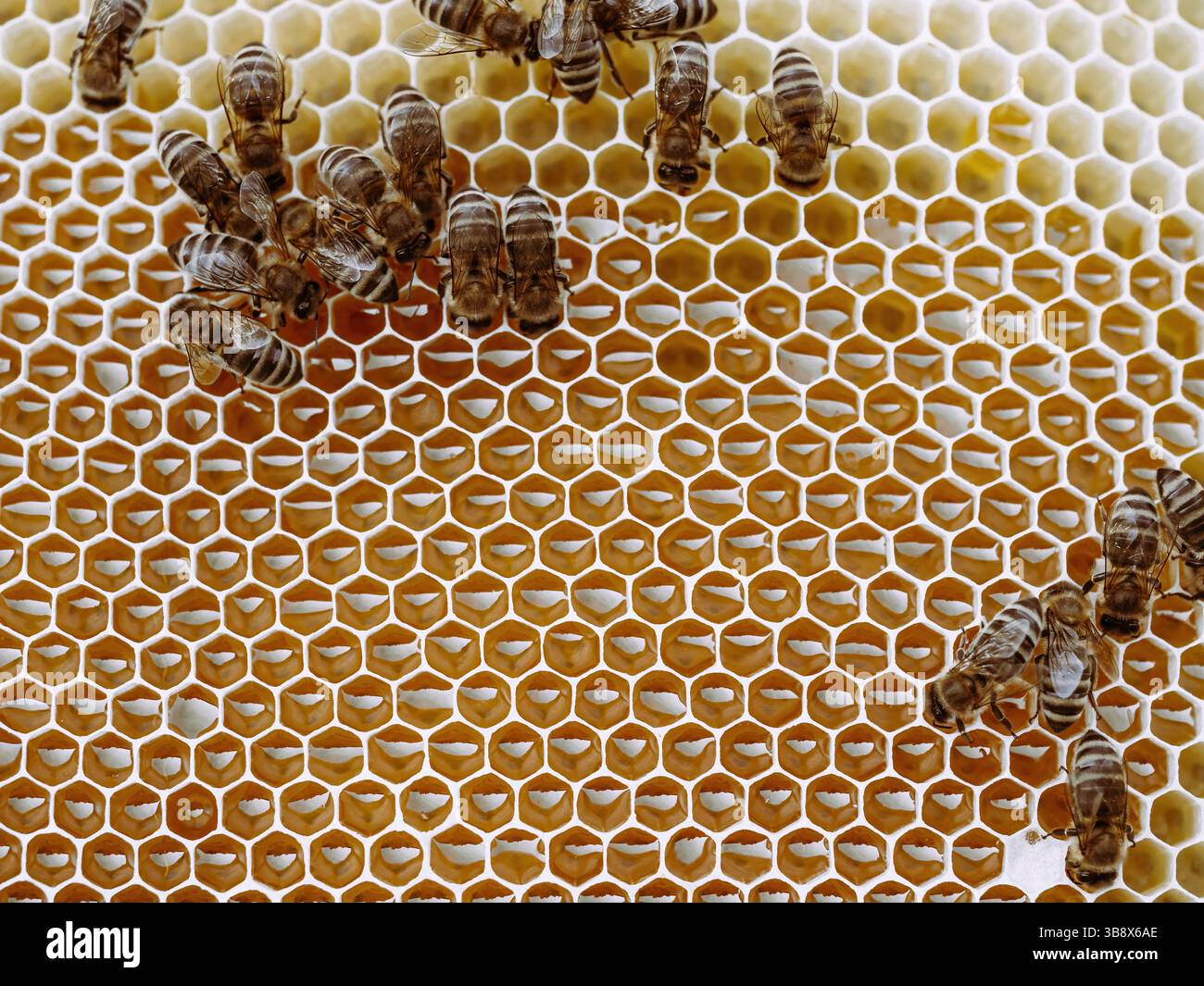Bees work on honeycomb with honey in the hive. Swarm of insect (Apis ...