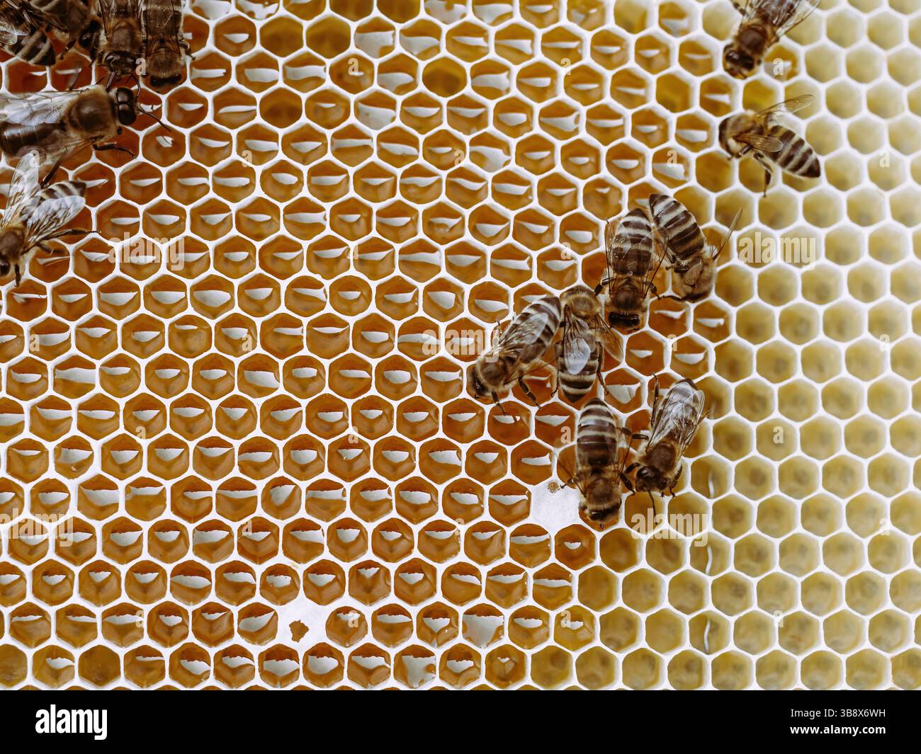 Bees work on honeycomb with honey in the hive. Swarm of insect (Apis ...