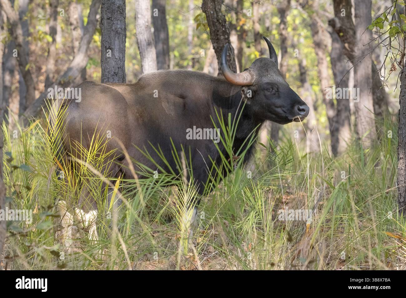 Gaur (Bos gaurus), cattle (Bovini), Indian bison, Bandhavgarh National ...