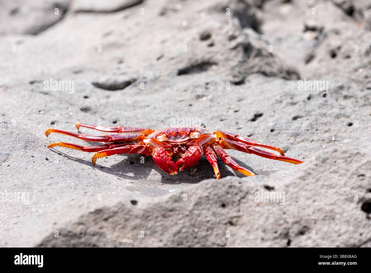 A single adult North Atlantic Red Rock Crab Grapsus adscensionis ...