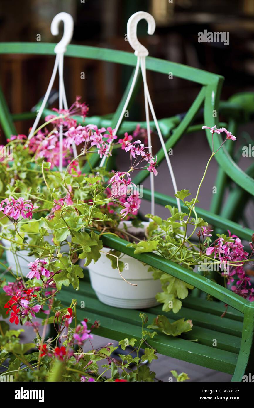 Flower's market outdoor: pelargonium in hanging up pots for balcony ...