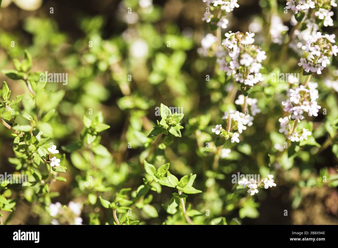 Garden thymes hi-res stock photography and images - Alamy