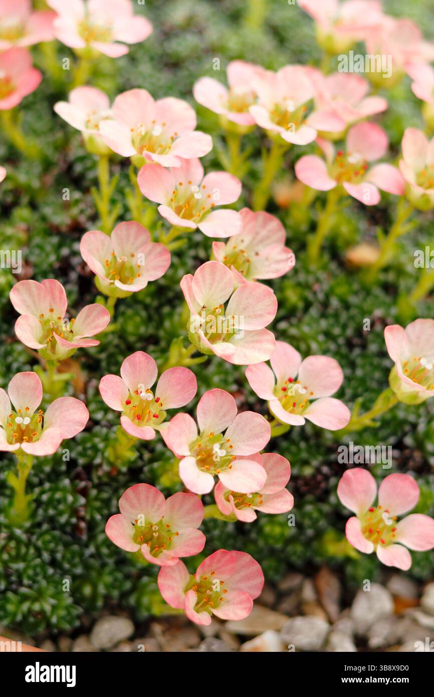 Saxifraga auguste renoir hi-res stock photography and images - Alamy