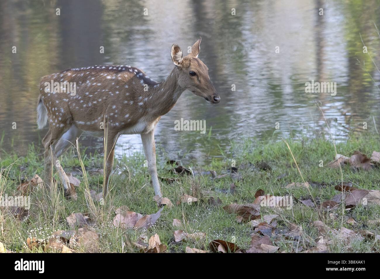Axis deer, Chital (Axis axis), Bandhavgarh National Park, Tiger Reserve ...