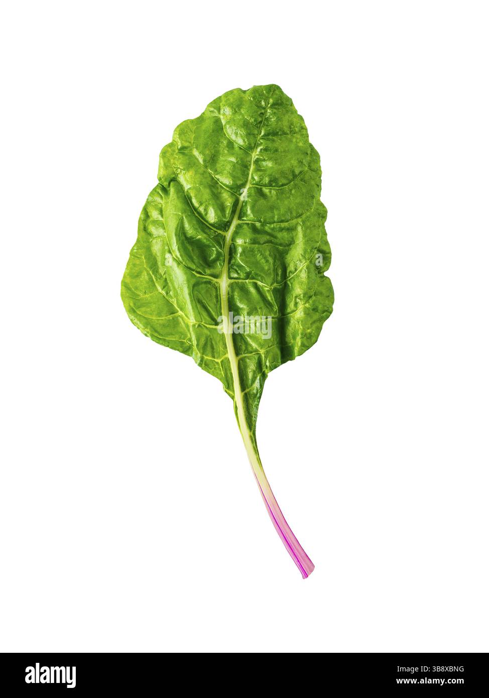 One swiss chard leaf isolated on white background. Fresh swiss rainbow ...