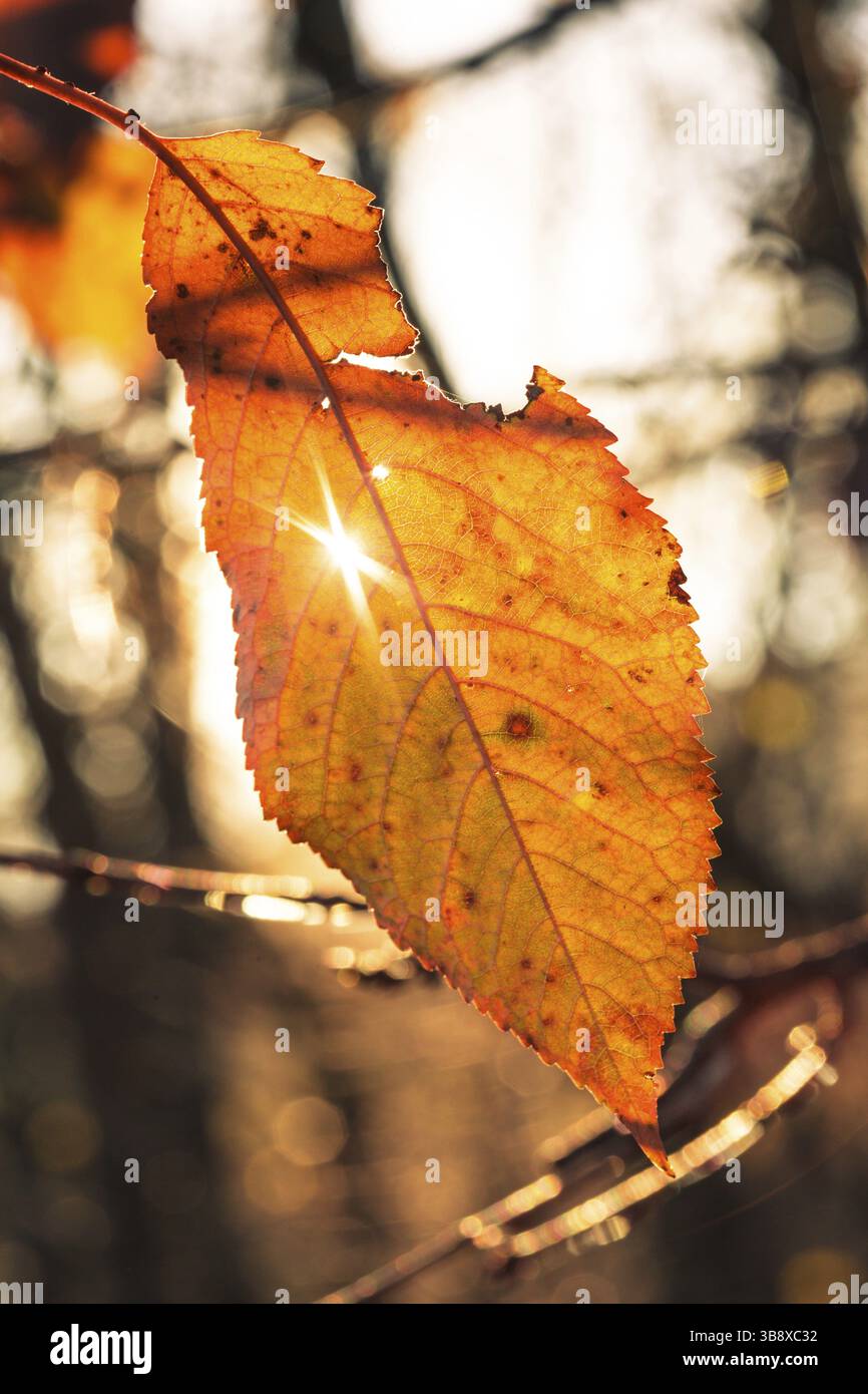 Sunlight on fall foliage hi-res stock photography and images - Alamy