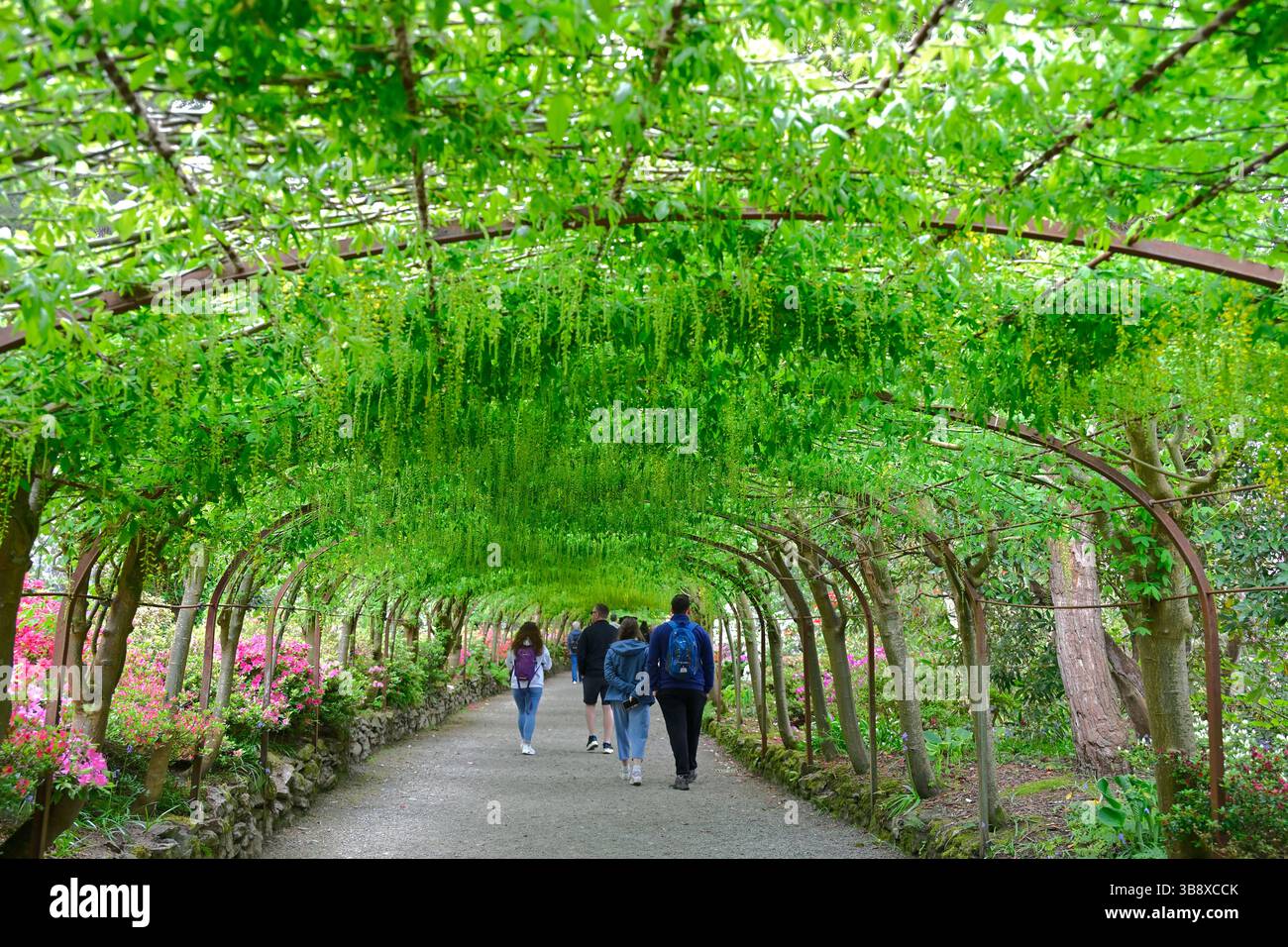 visitor's enjoying the laburnum arch as it comes into flower at ...