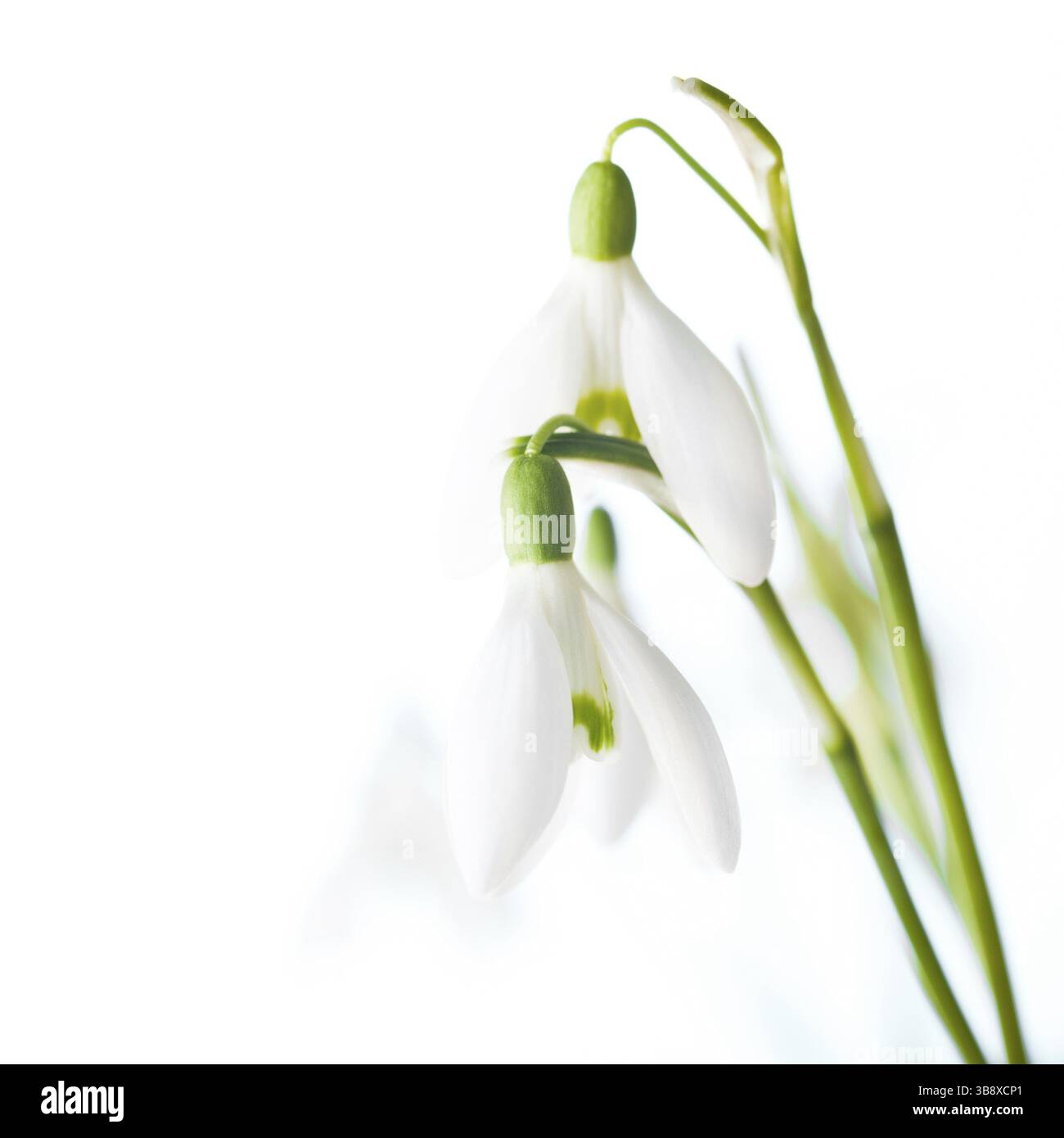 Close up shot snowdrop hi-res stock photography and images - Alamy