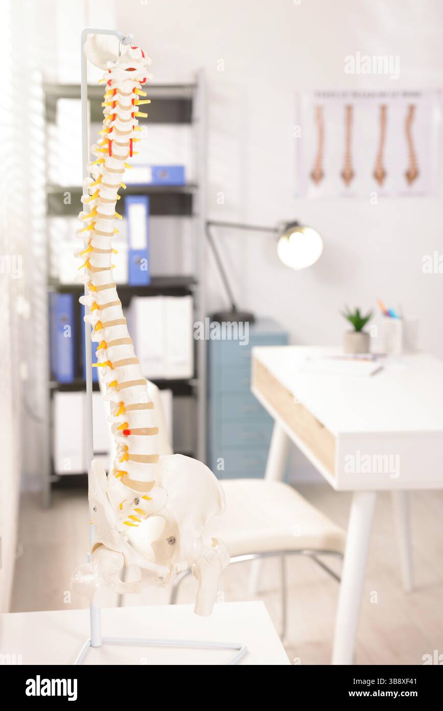 Human spine model on table in clinic Stock Photo - Alamy