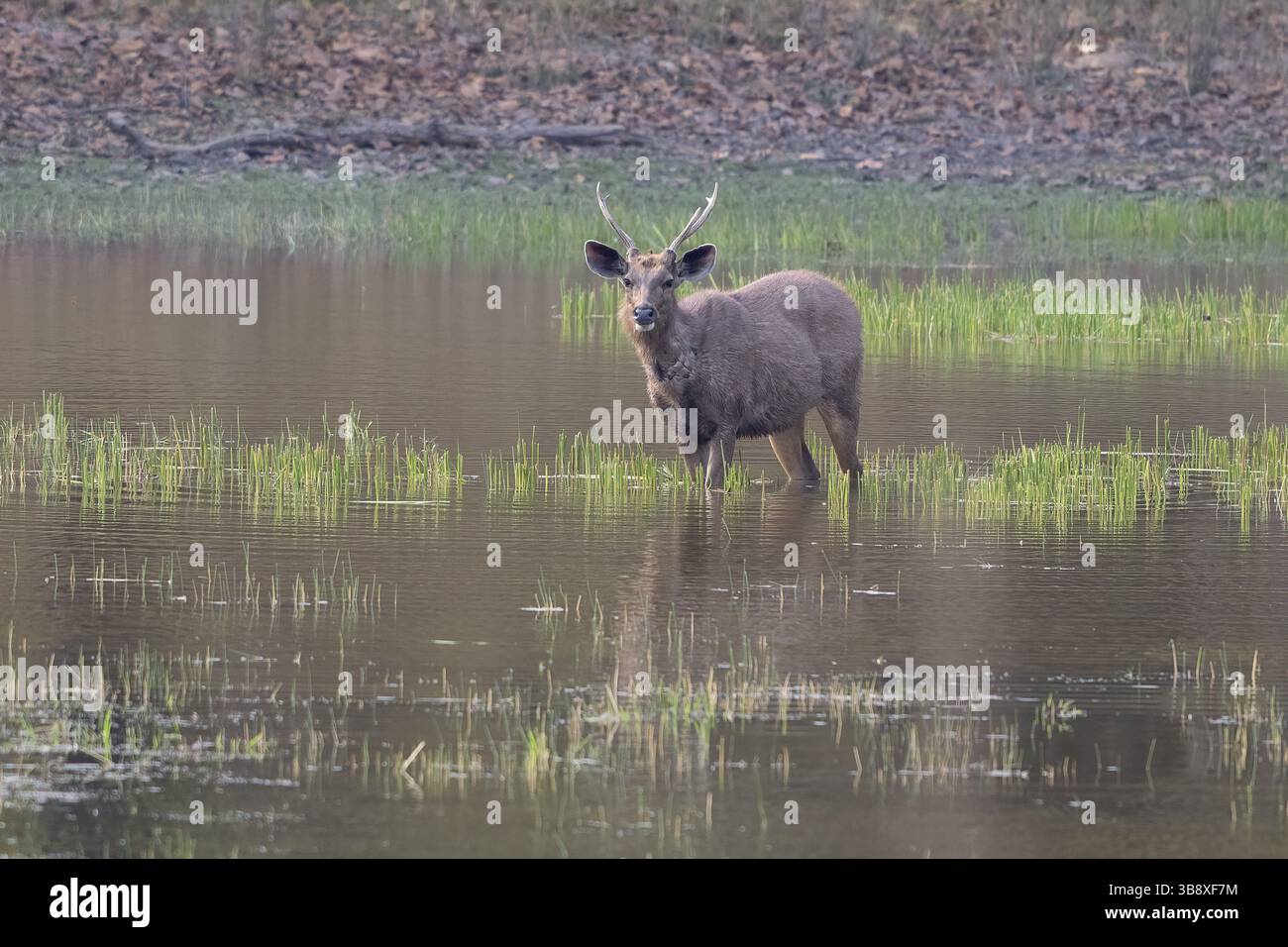 Sambar (Cervus unicolor), roe deer, deer, horse deer, noble deer, eye ...