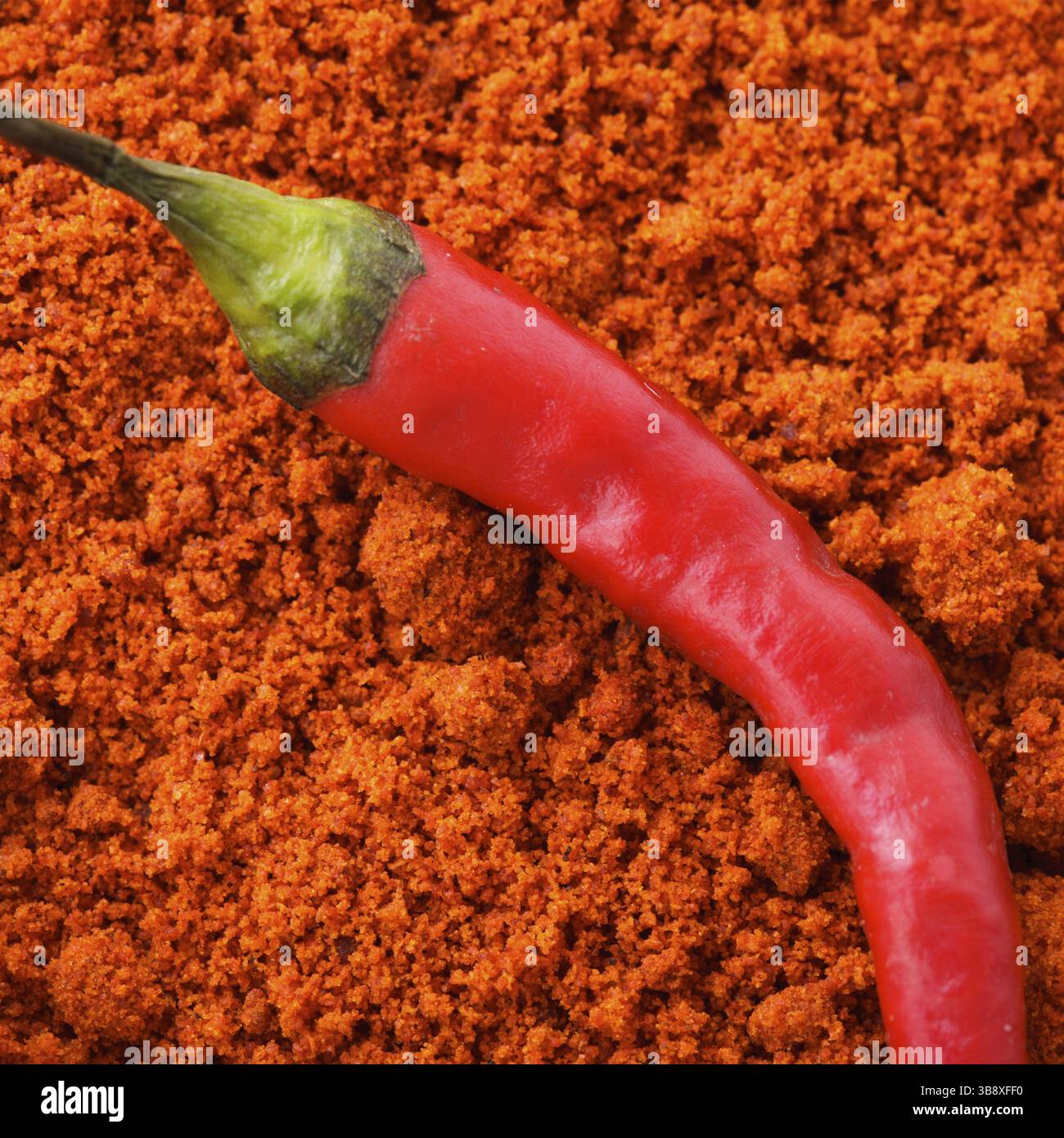 Red hot chilli pepper on milled paprika Stock Photo - Alamy