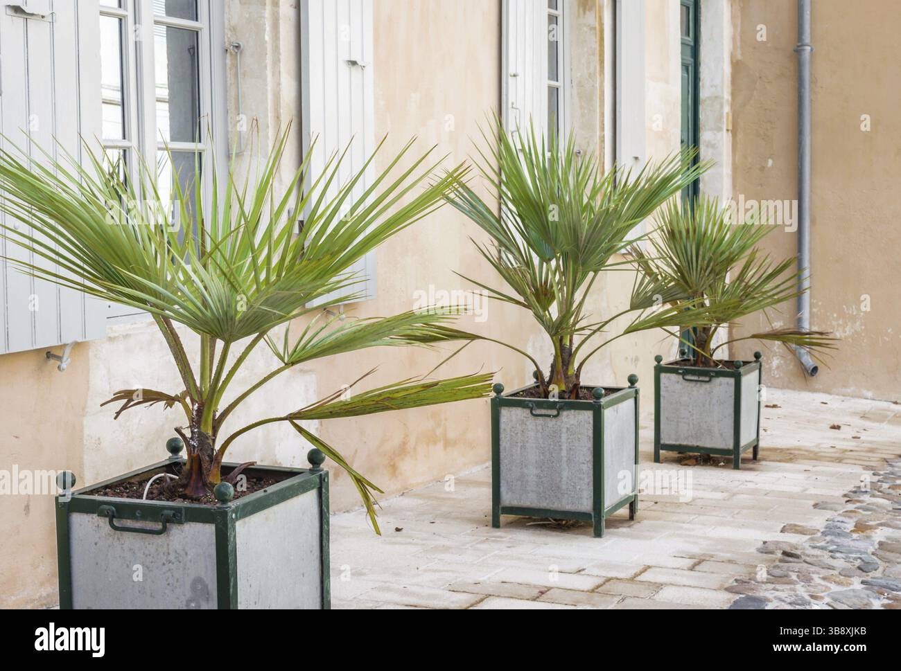 Decorative palm tree in the square iron pots outdoors Stock Photo - Alamy