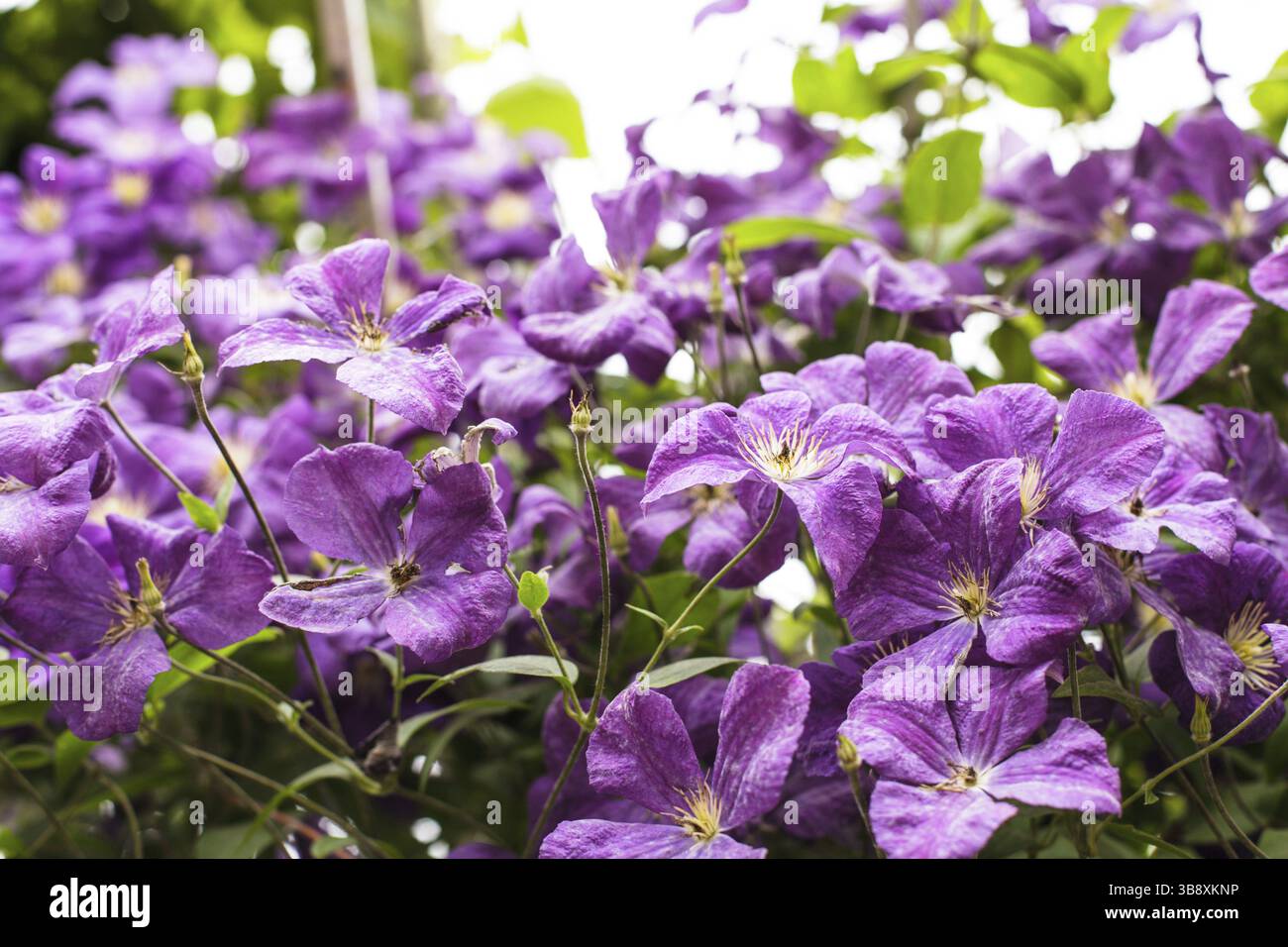Purple clematis on the arch in the garden Stock Photo - Alamy