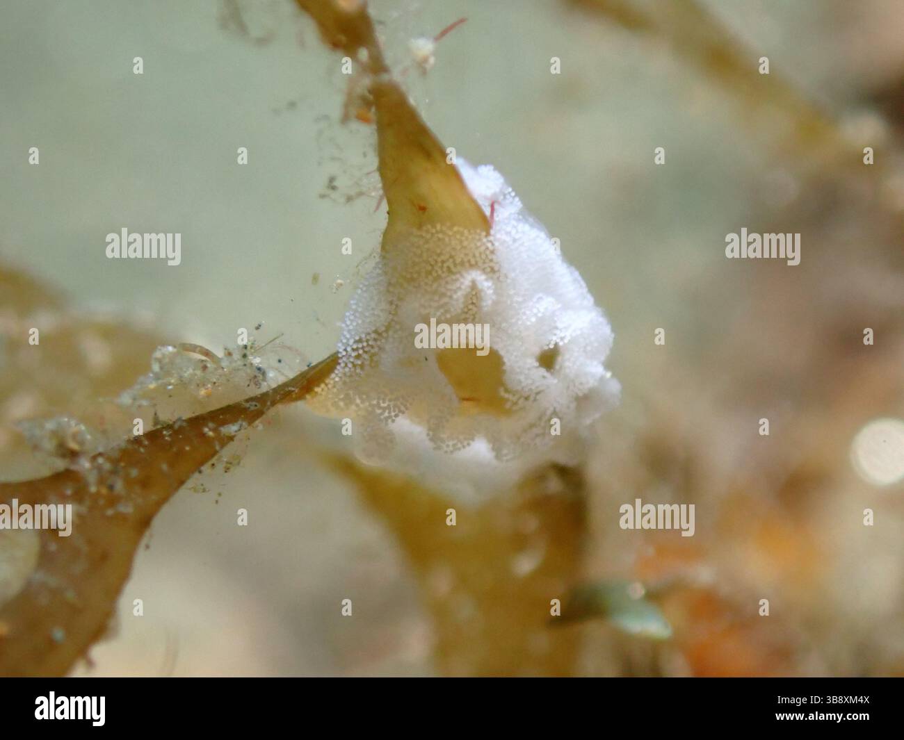 eggs of nudibranch, ambon, indonesia, march 2025 Stock Photo - Alamy