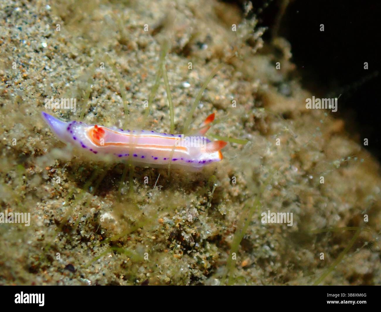 nudibranch hypselodoris sp, ambon, indonesia, macro, march 2025 Stock ...