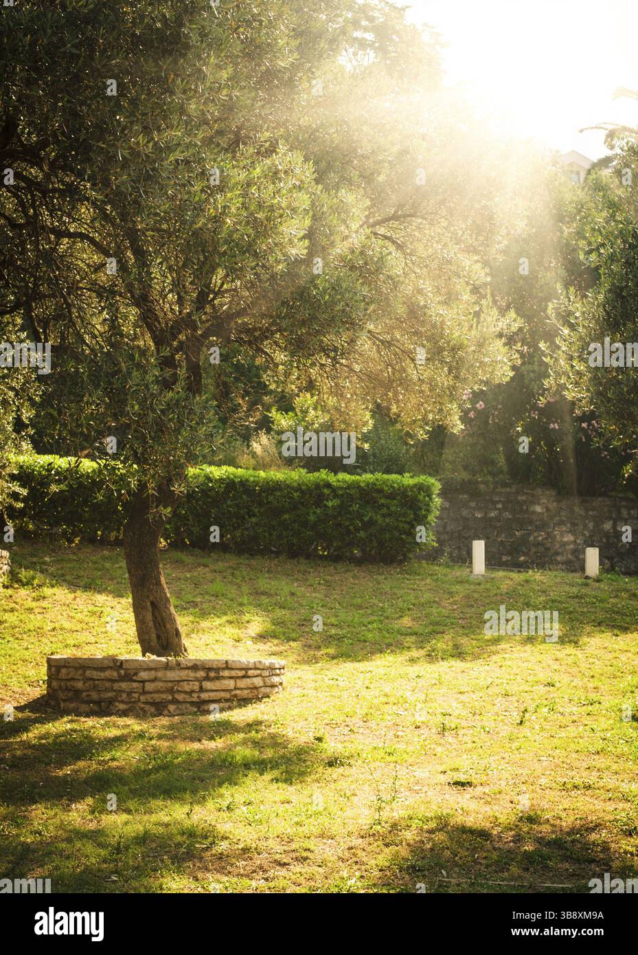 Olive trees. Mediterranean garden in the morning Stock Photo - Alamy