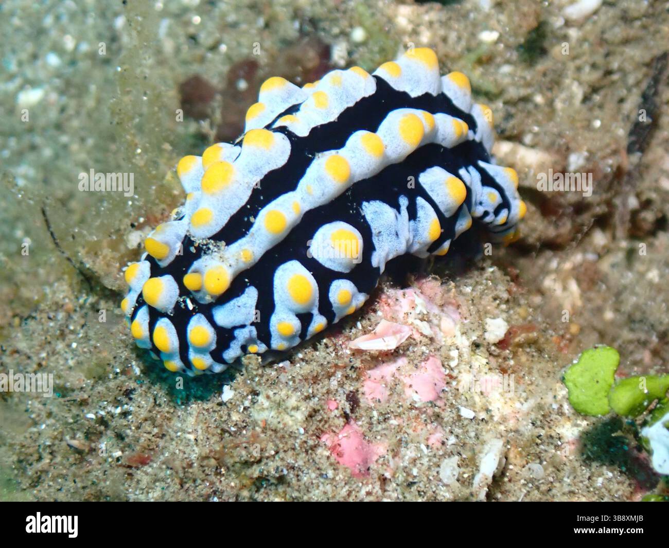 nudibranch phyllidia varicosa, three colored phyllidia, ambon ...