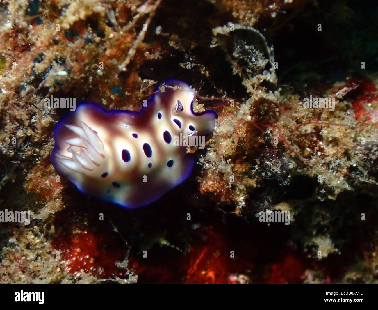 nudibranch goniobranchus leopardus, leopard doris, ambon, indonesia ...
