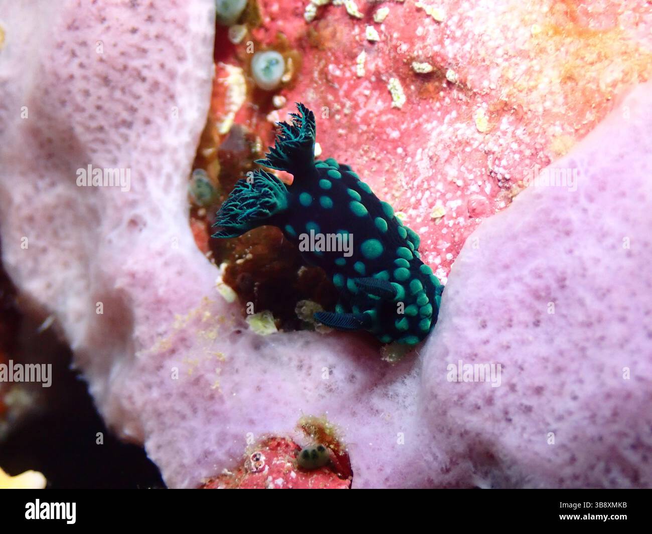 nudibranch nembrotha cristata, black and green warty nembrotha, ambon ...